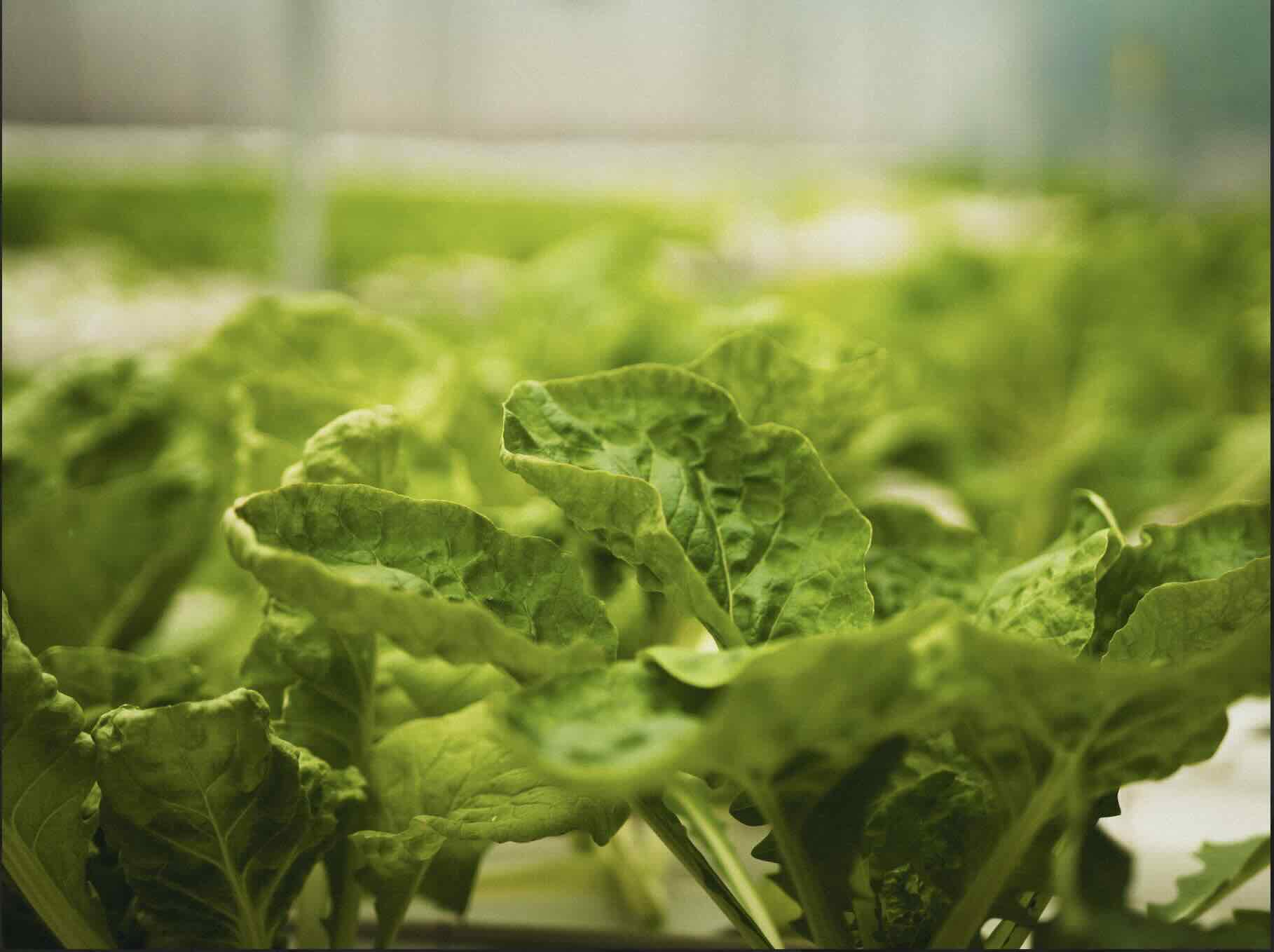 The Importance of Freshness